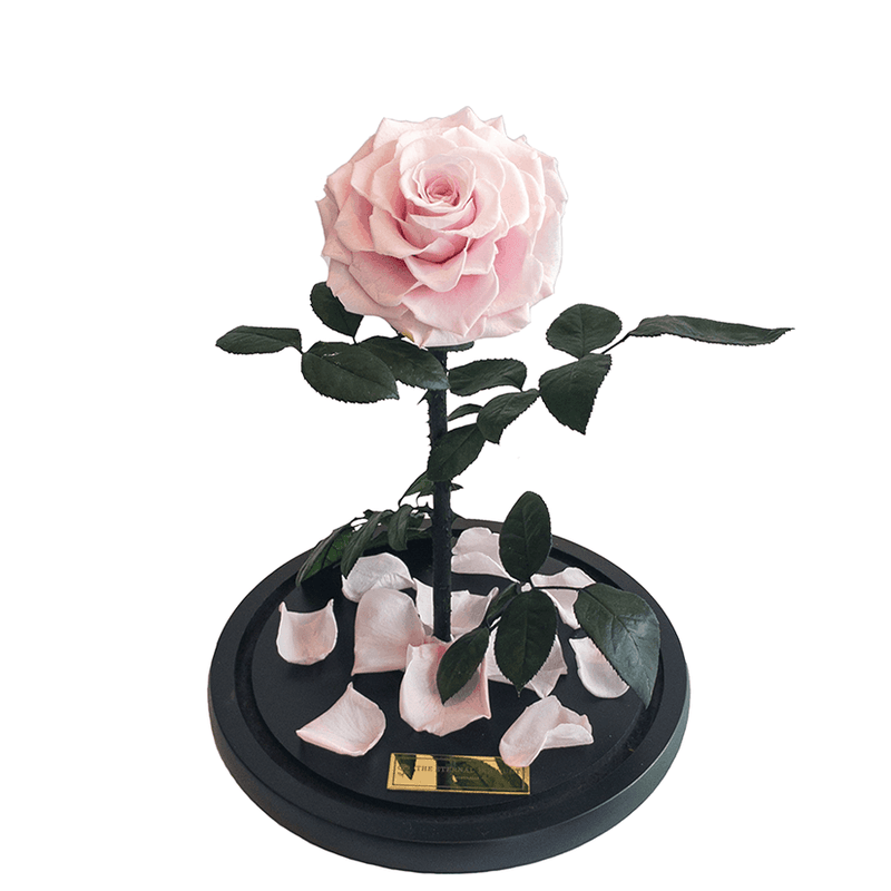 The Enchanted Rose - Pink